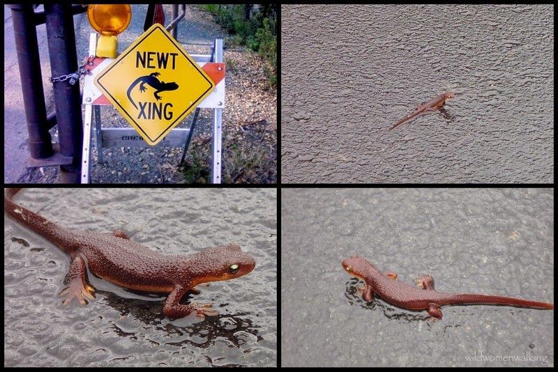 wild women walking: George Miller Regional Trail