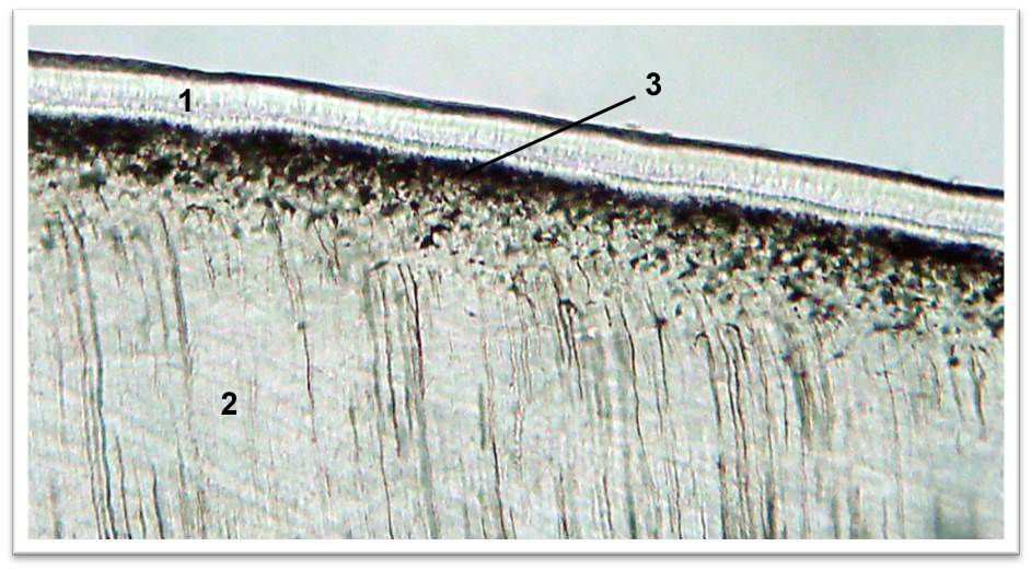 Histologia Oral UFF: Dentina