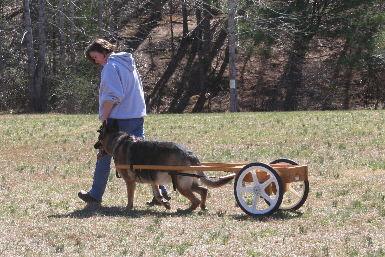 German Shepherd Mom: Drafting Dog