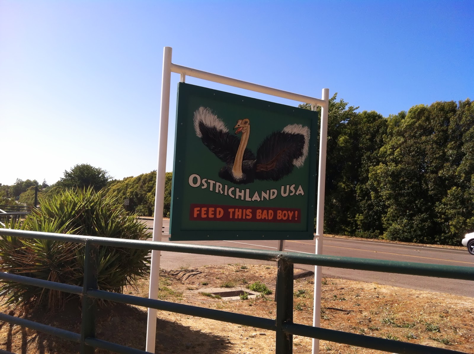 Chadwicks' Picture Place: Pea Soup, Ostriches and Marzipan