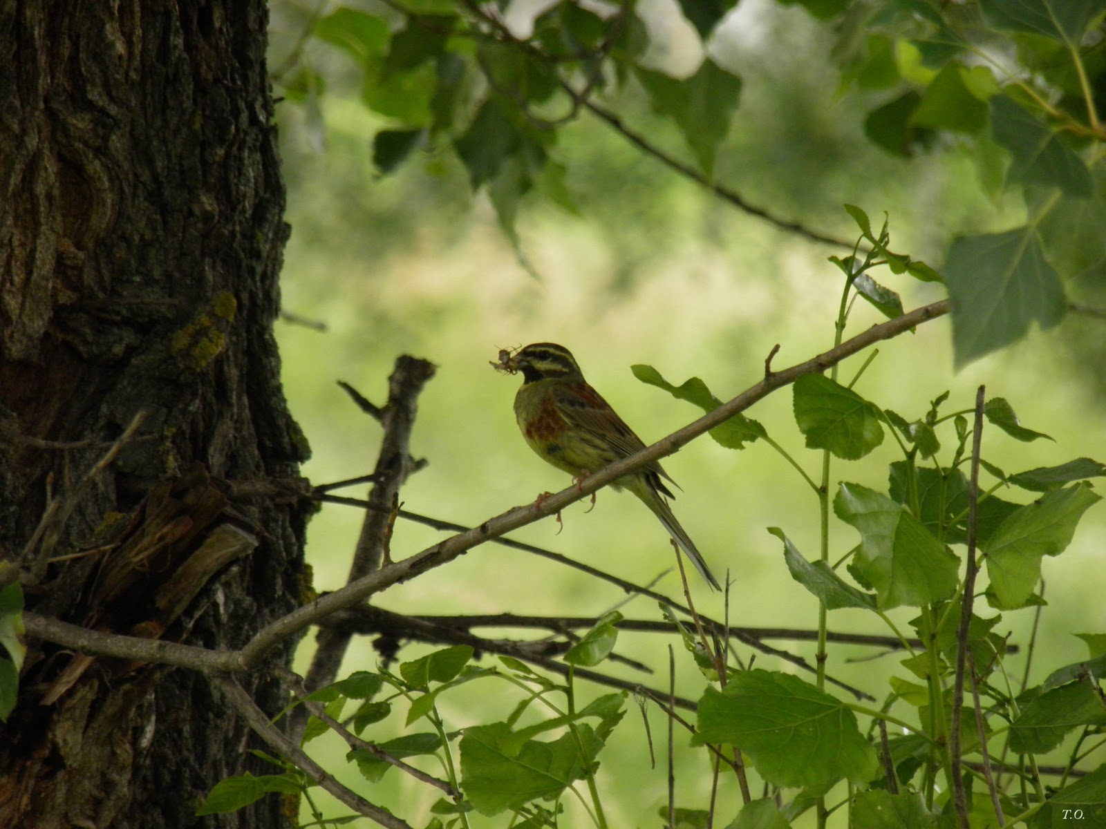 PASARI DIN ROMANIA: PRESURA BARBOASA, Emberiza cirlus