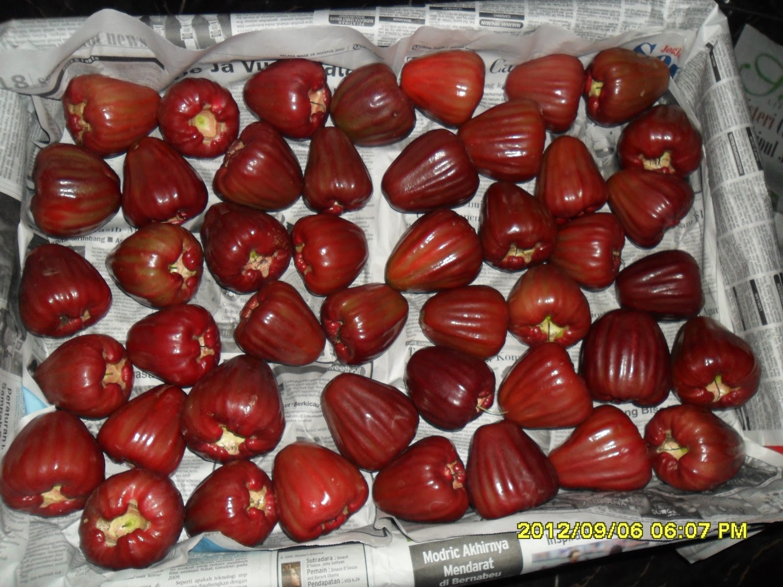 Jambu Air Dalhari: Foto Jambu Dalhari Desember