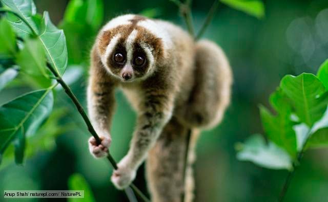 Venomous Knowledge: Slow Loris Venom