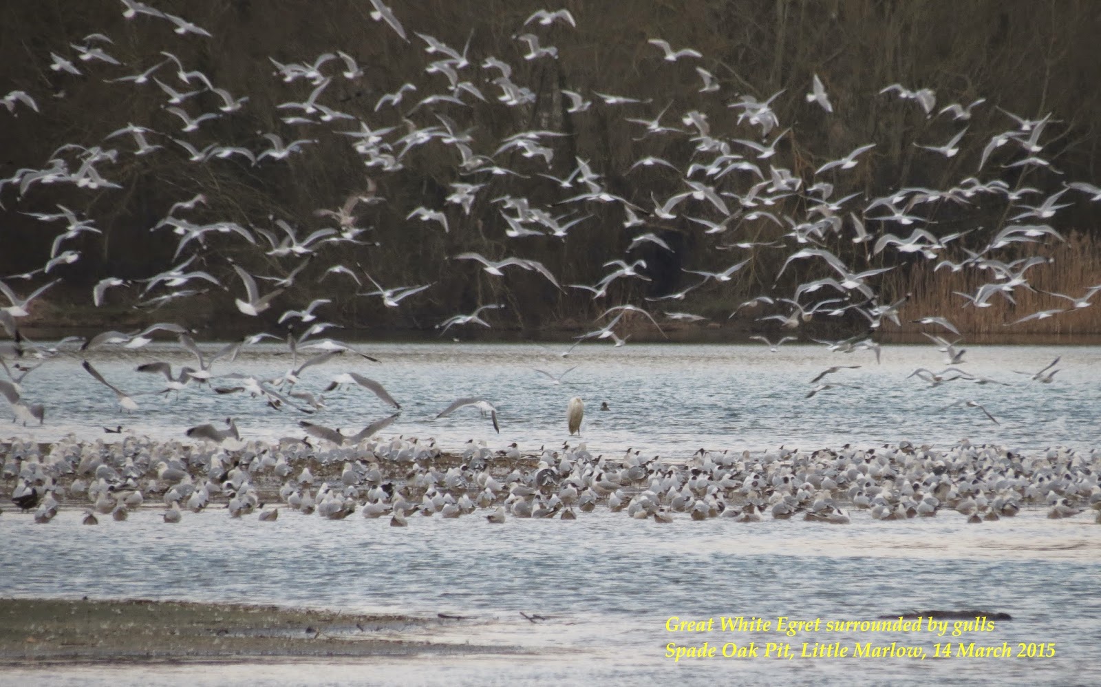 BUCKINGHAMSHIRE BIRDING: Colour-ringed GREAT WHITE EGRET at Spade Oak