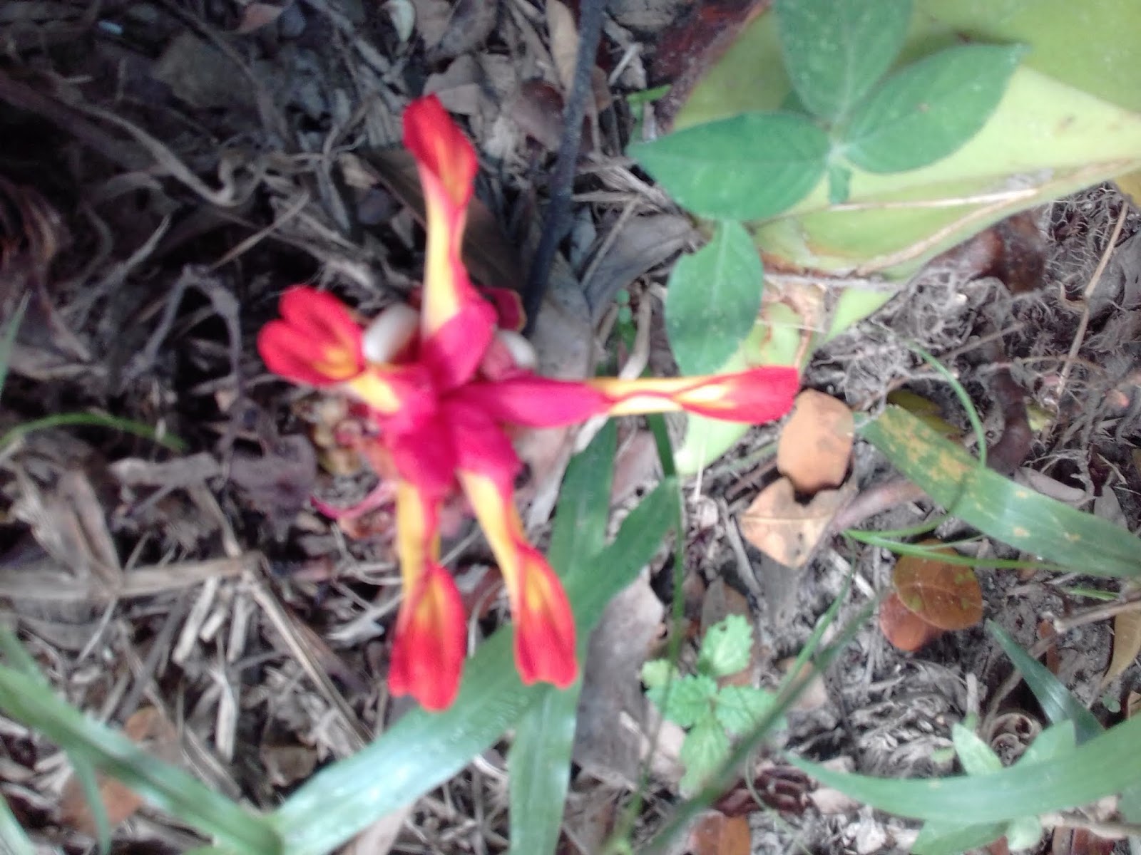 Izymade Borneo: PERBEZAAN ANTARA POKOK KANTAN DAN POKOK TUHAU