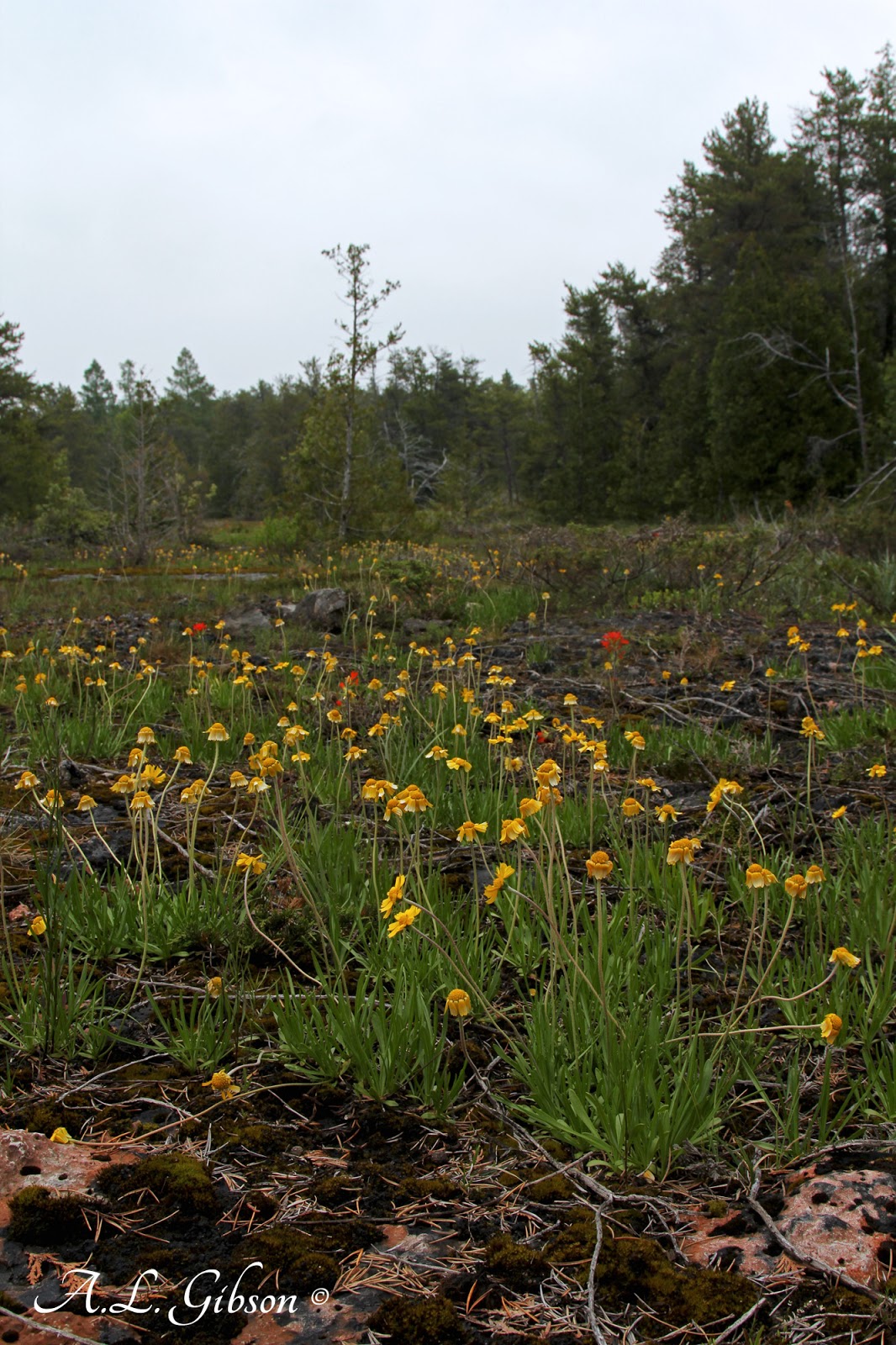 The Buckeye Botanist: The Bruce Peninsula Part VI: An Alvar Wonderland