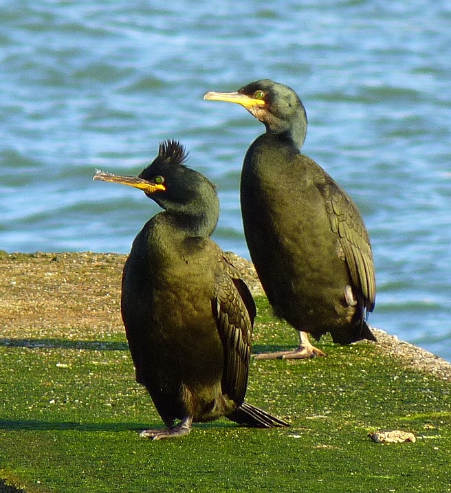 Birding For Pleasure: Shag with Friend