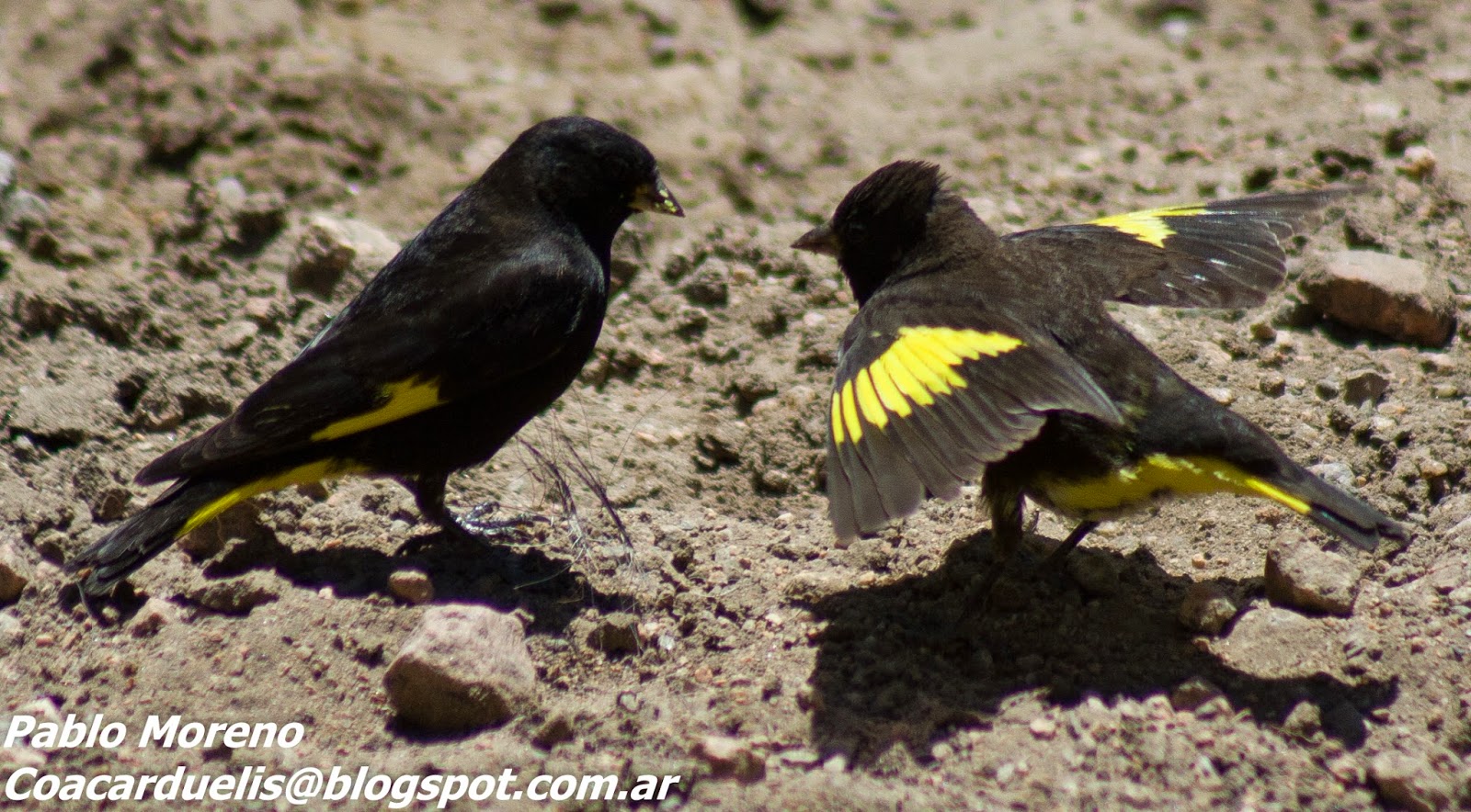 Aves de Mendoza: Negrillo(Spinus atrata)