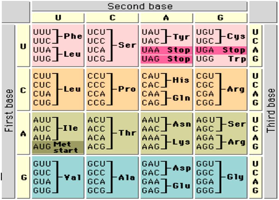 Kimeni's Blog: Kode Genetik