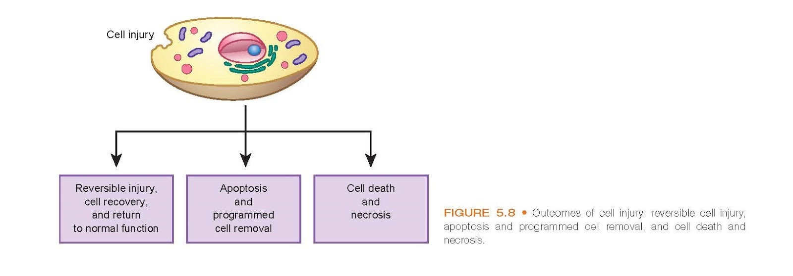 Reversible Cell Injury and Cell Death - pediagenosis