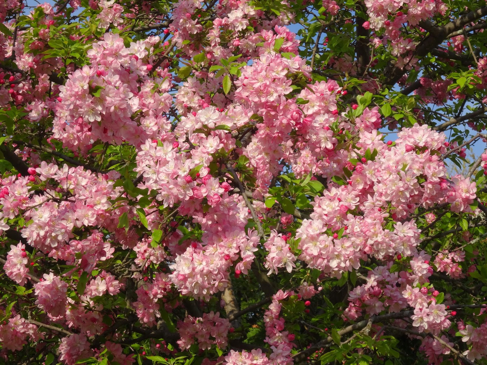 Love, Joy and Peas: Cherry Blossom Pom Pom Flower Photos & Haiku Poem