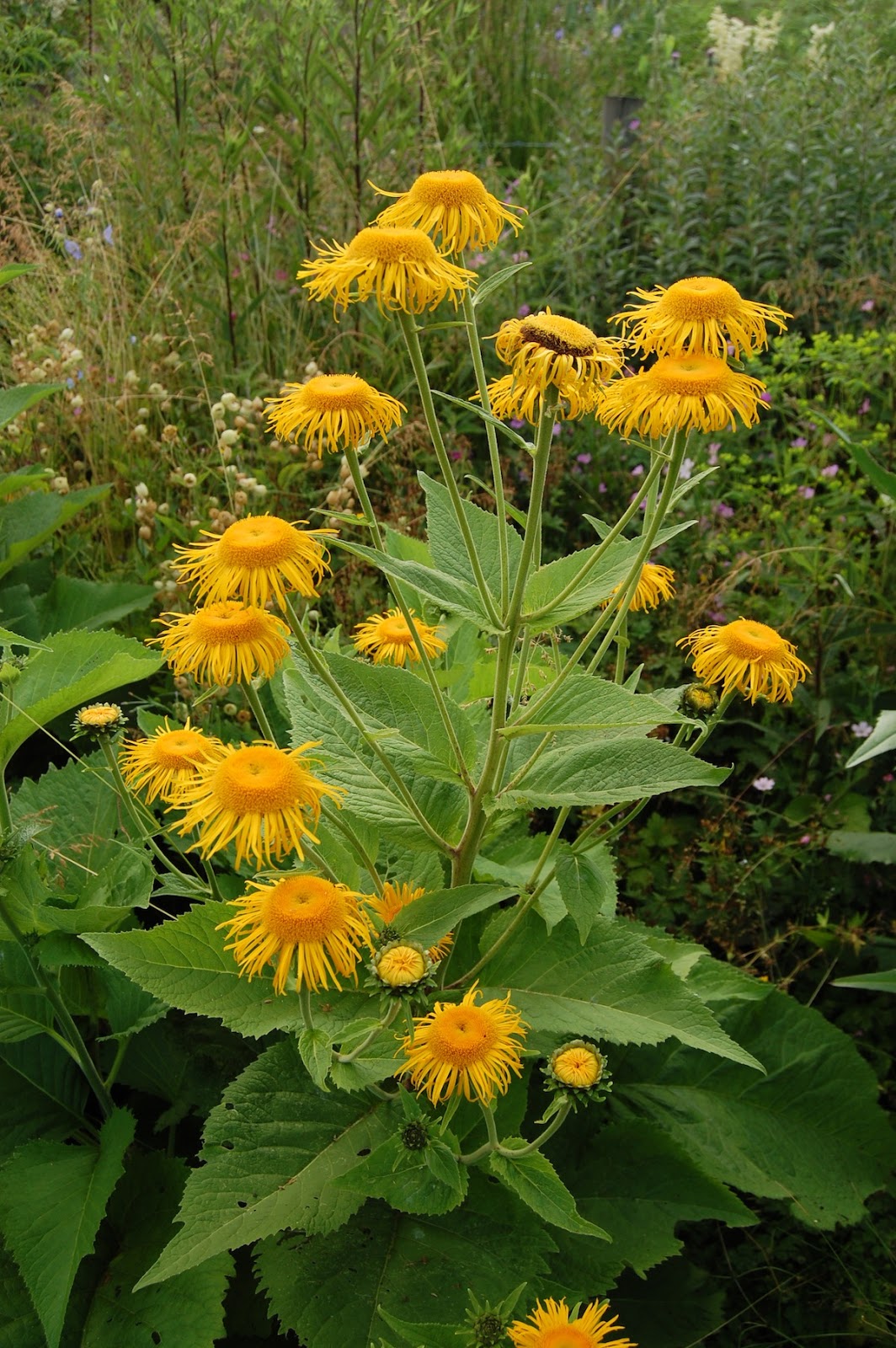 Noel's Garden Blog: Self-seeding plants - joys and dangers