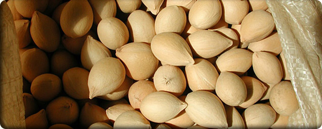 shiatoshi: Cycas seed Germination ,Growing ,Care