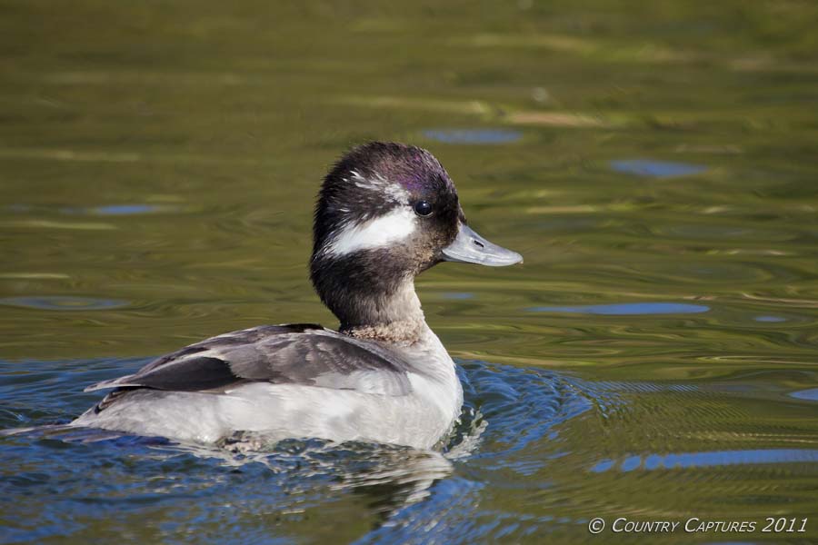 Country Captures: Bufflehead: Immature Male