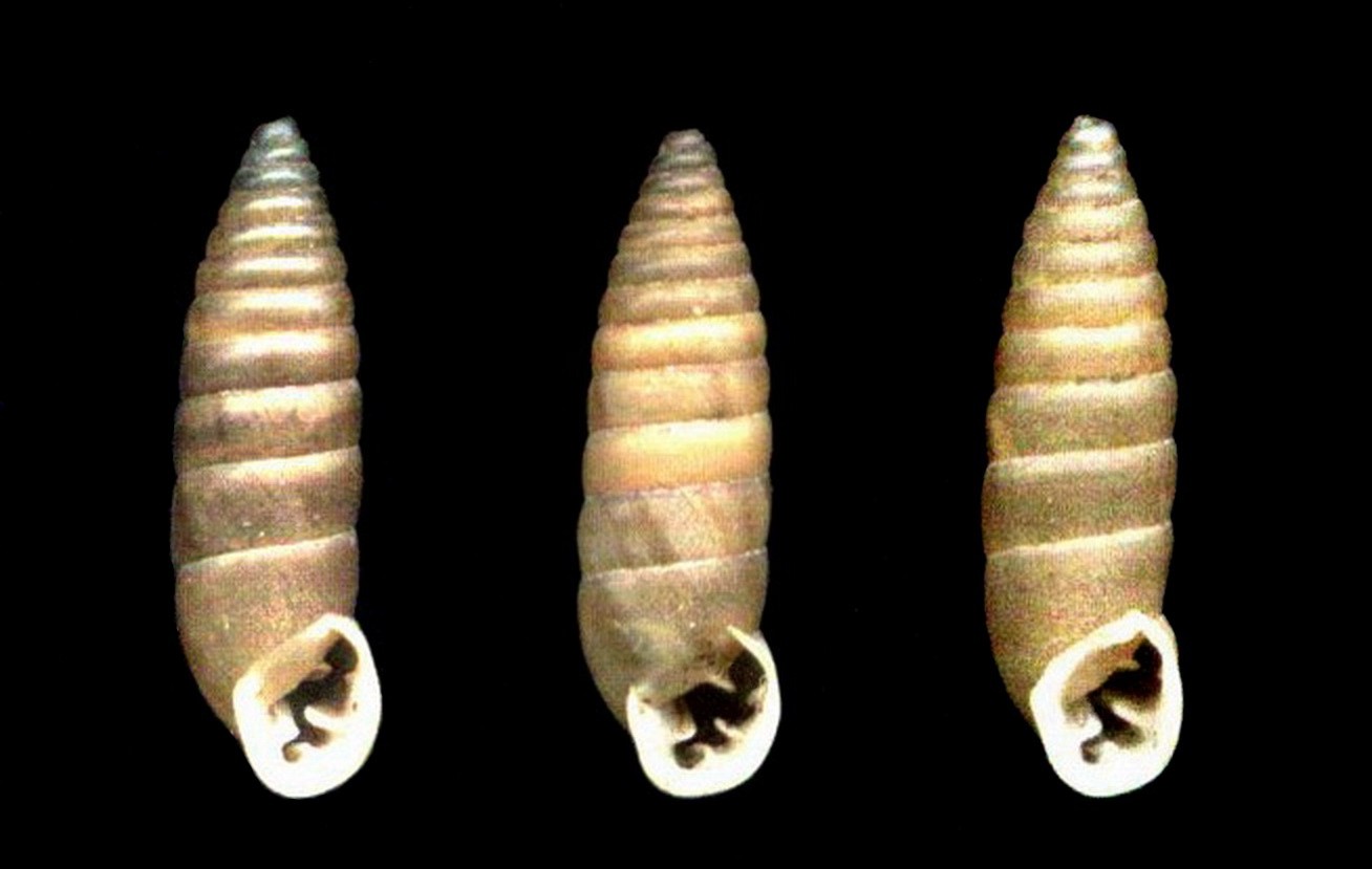 Moluscos terrestres de Argentina: Spixia sp2