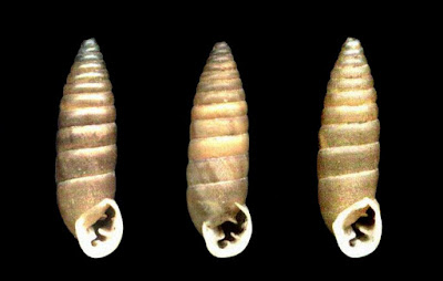 Moluscos terrestres de Argentina: Spixia sp2