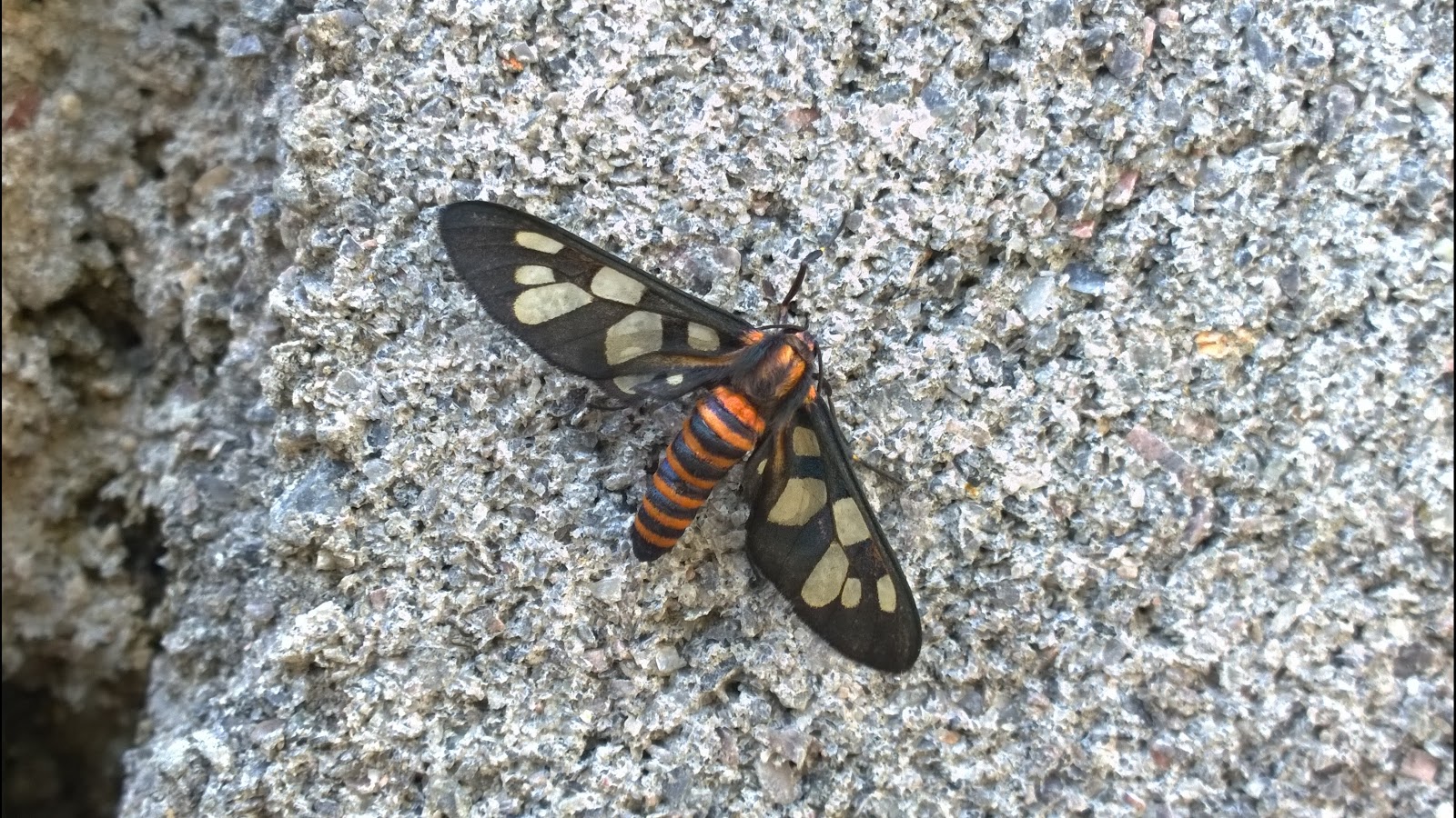 My First Specimen for MSU