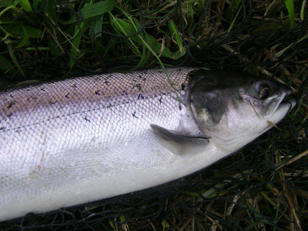 Dee & Don Salmon Fishing: August 2012