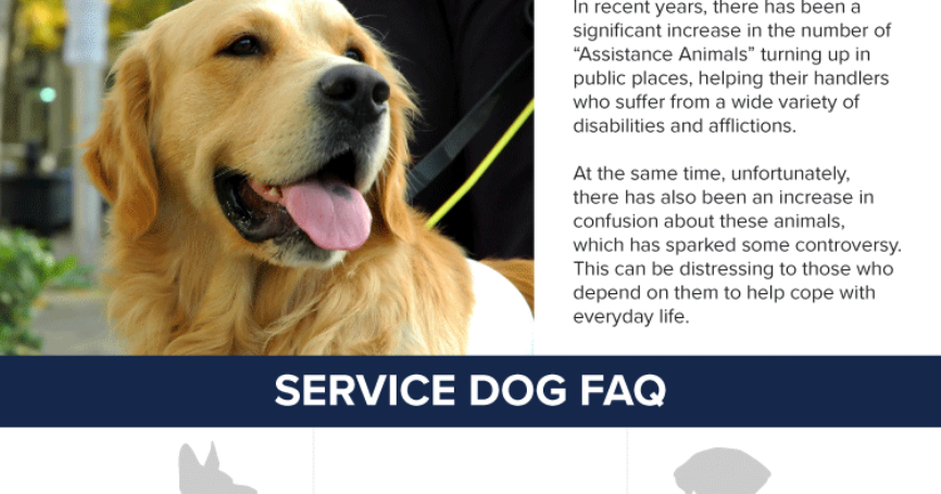Carma Poodale : Is That A Real Service Dog Infographic by ORVIS