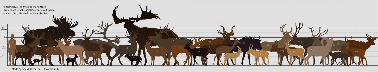 Abe's Animals: Deer scale