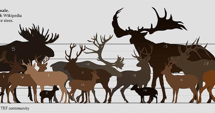 Abe's Animals: Deer scale