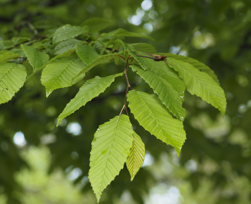Flora ornamental, hortícola y medicinal.: Carpinus betulus. Carpe blanco.