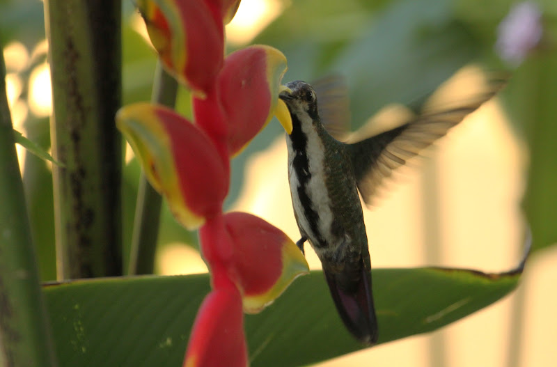 Nuestro bello mundo...: Colibri, Fotos tomadas en mi Jardin April 2012