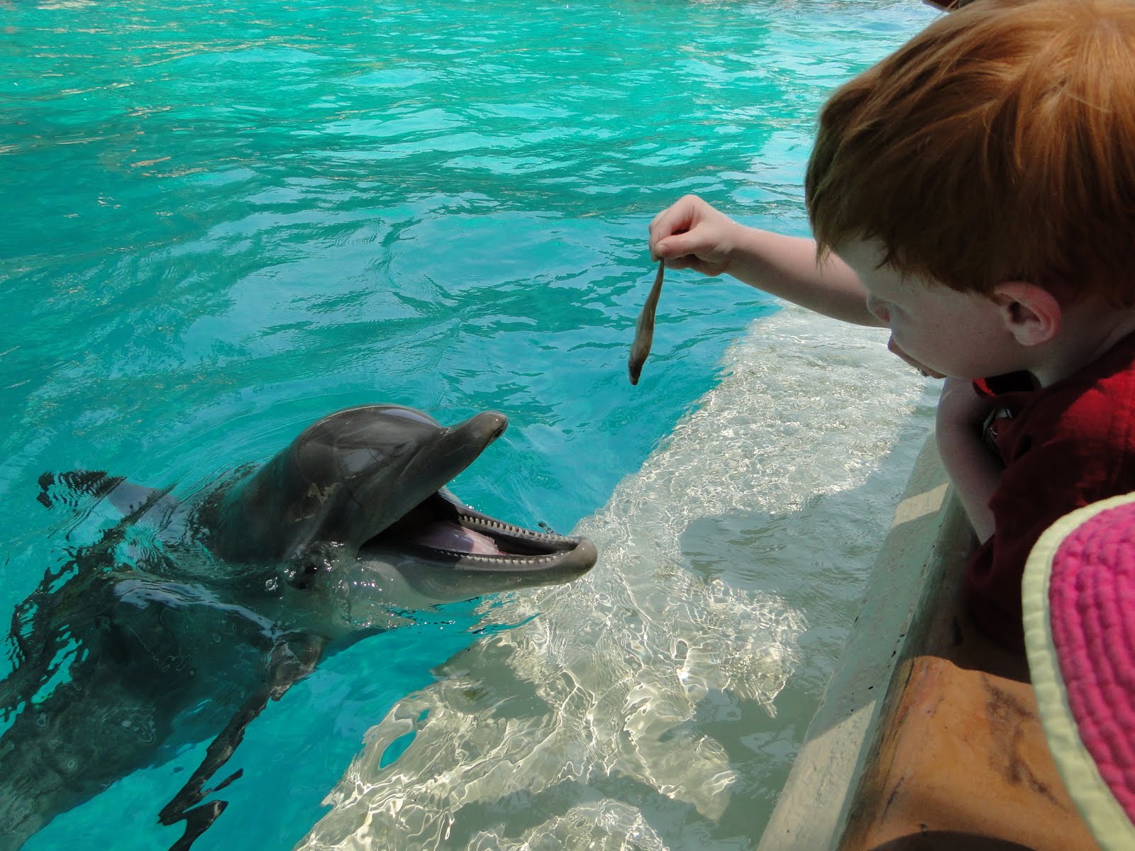 Falk Family Fun!: Feeding the dolphins!