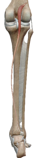 VAMO A ESTUDIAR MEDICINA: MÚSCULOS DE LA PIERNA