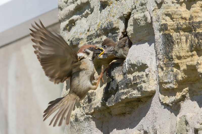 Wild up North: June 2013