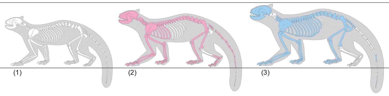 Sciency Thoughts: Possible sexual dimorphism in a Late Miocene Red Panda.