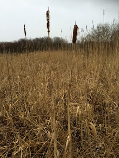 natur og udefag: opgave 1. - Biotopens planter - 10. Dunhammer