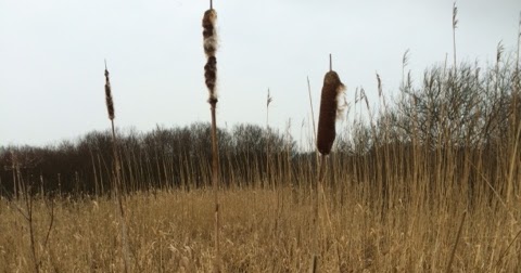 natur og udefag: opgave 1. - Biotopens planter - 10. Dunhammer