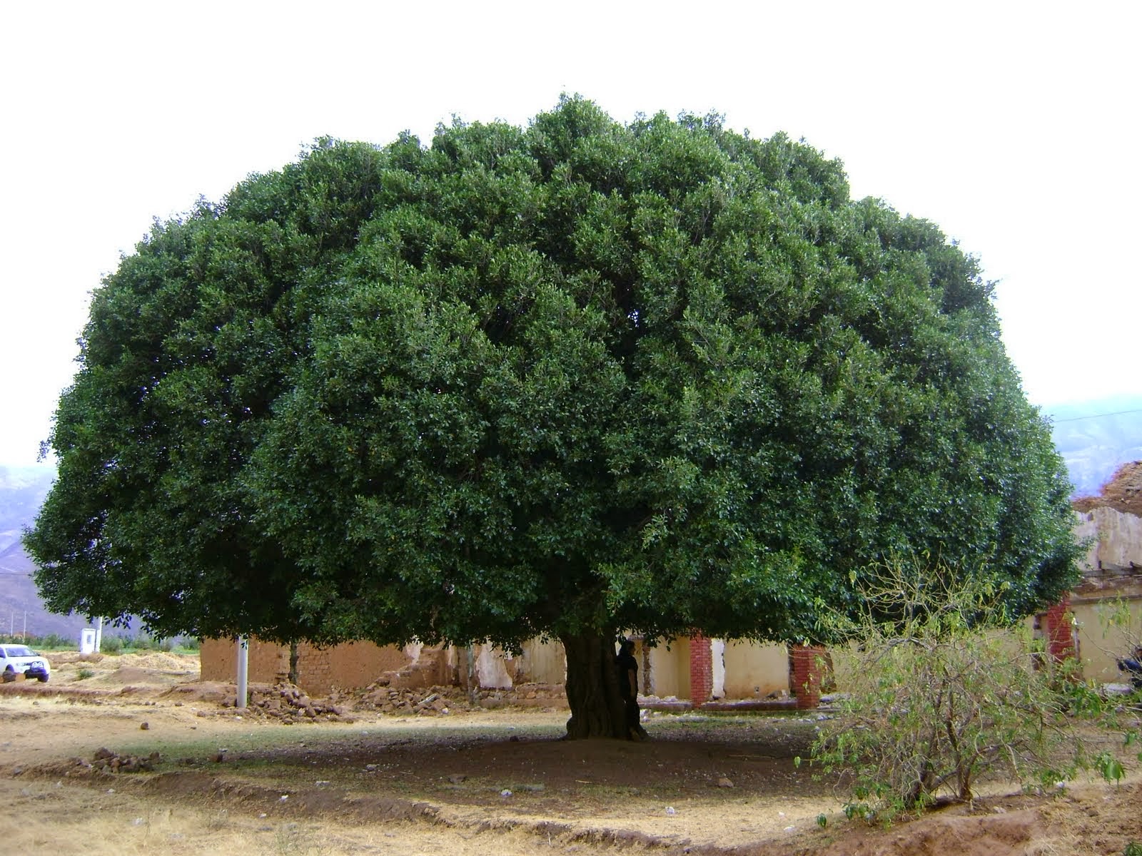 Plantas Medicinais Brasileiras: Abril 2014