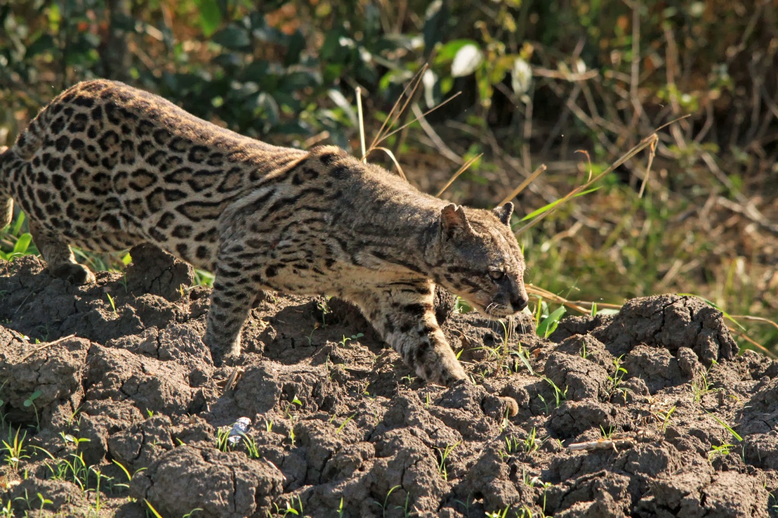 The Ginger Naturalist : September 2013
