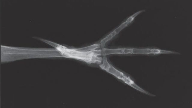 Rigging Asylum: Bird Anatomy - Skeletal