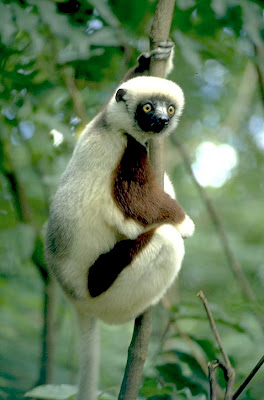 The Sifaka Lemur | Animal Information & Facts | The Wildlife