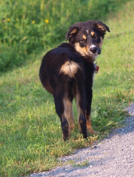 Ontario Aussie Success Stories: About ARPH