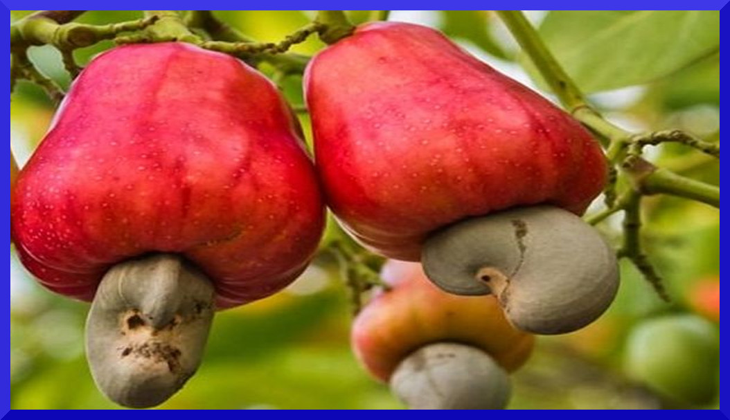 VEJA OS BENEFÍCIOS DE COMER CAJU - Sempre Não é Demais