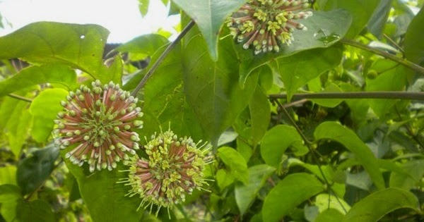 11 Manfaat Gambir Bagi Kesehatan Dan Kecantikan Wajah - Tips Kesehatan