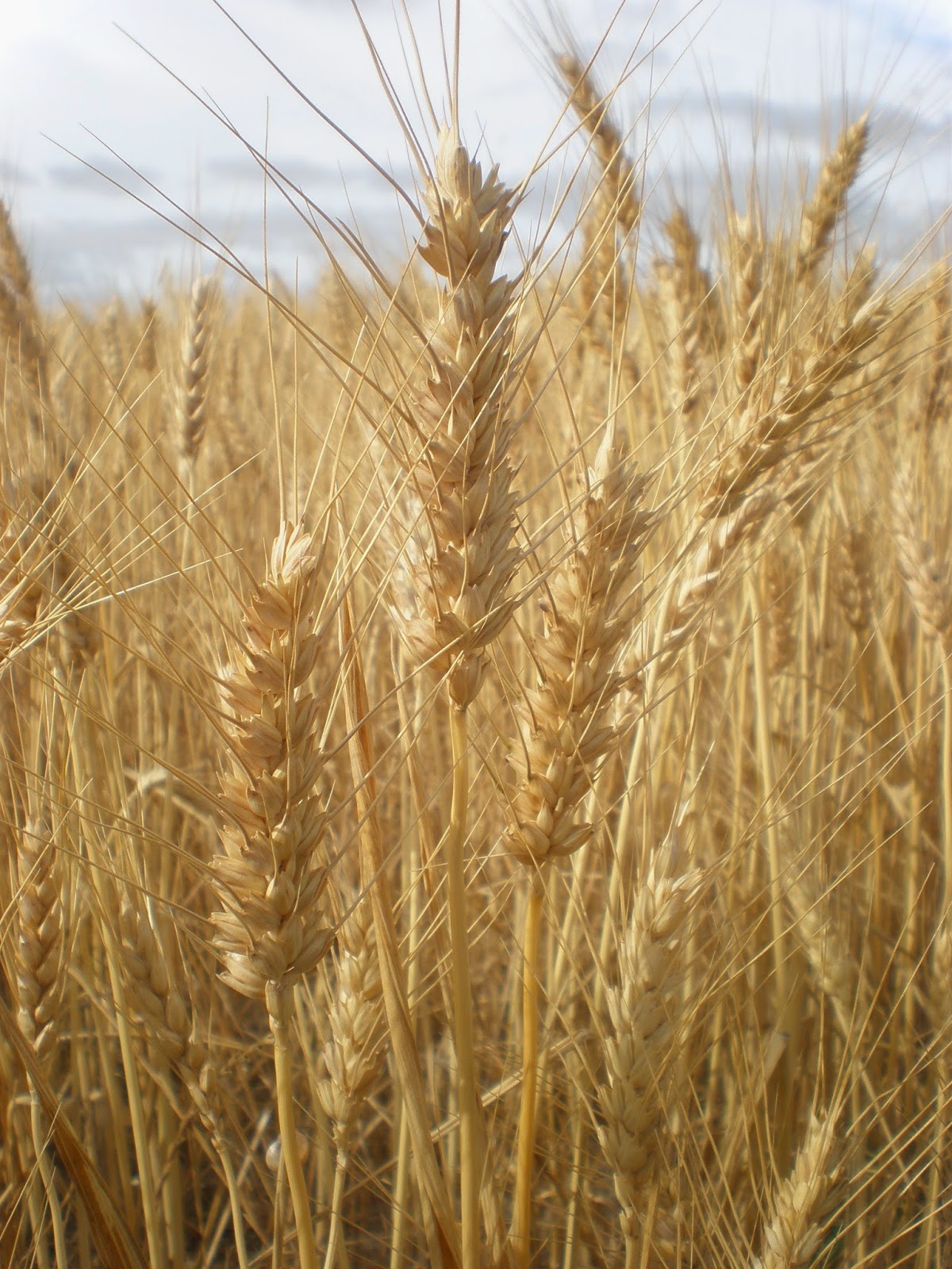 The Goddess House: Sif - the Norse Goddess of the Grain