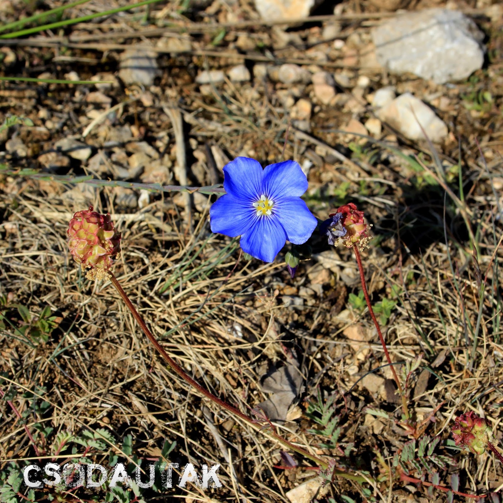 CSODAUTAK: Hegyi len (Linum austriacum)
