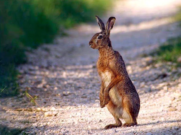 HOPE SLOVENIA: ZAŠČITENE ŽIVALI V SLOVENIJI