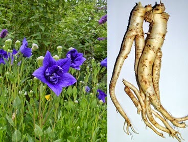 Nutrition & Natural Medicine News: Korean bellflower root, a wild ...