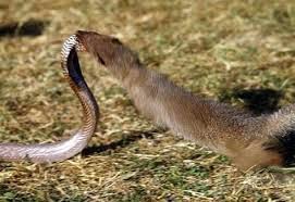 Pashudhan and Animal Science : Mongoose (Nevla)