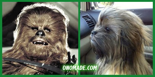 The Star Wars Culture: Chewbacca for real