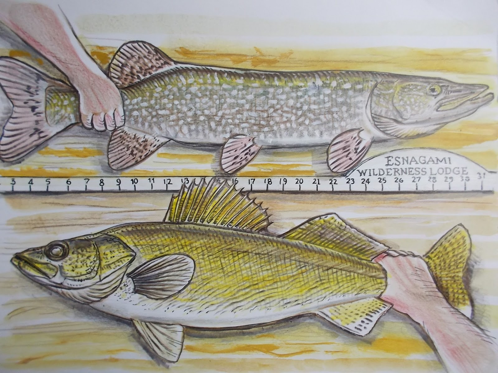 CHARLES WEISS ART: 2016 Spring Fishing SHOW, Toronto Ontario Canada!