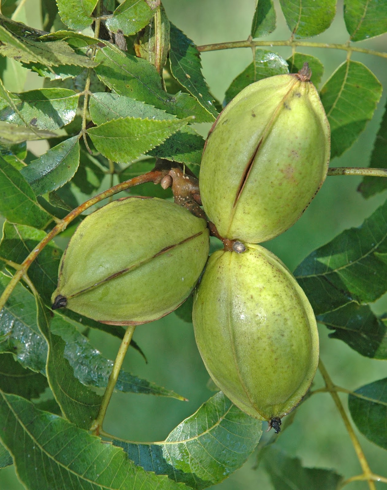 Northern Pecans: Checking for pecan shucksplit