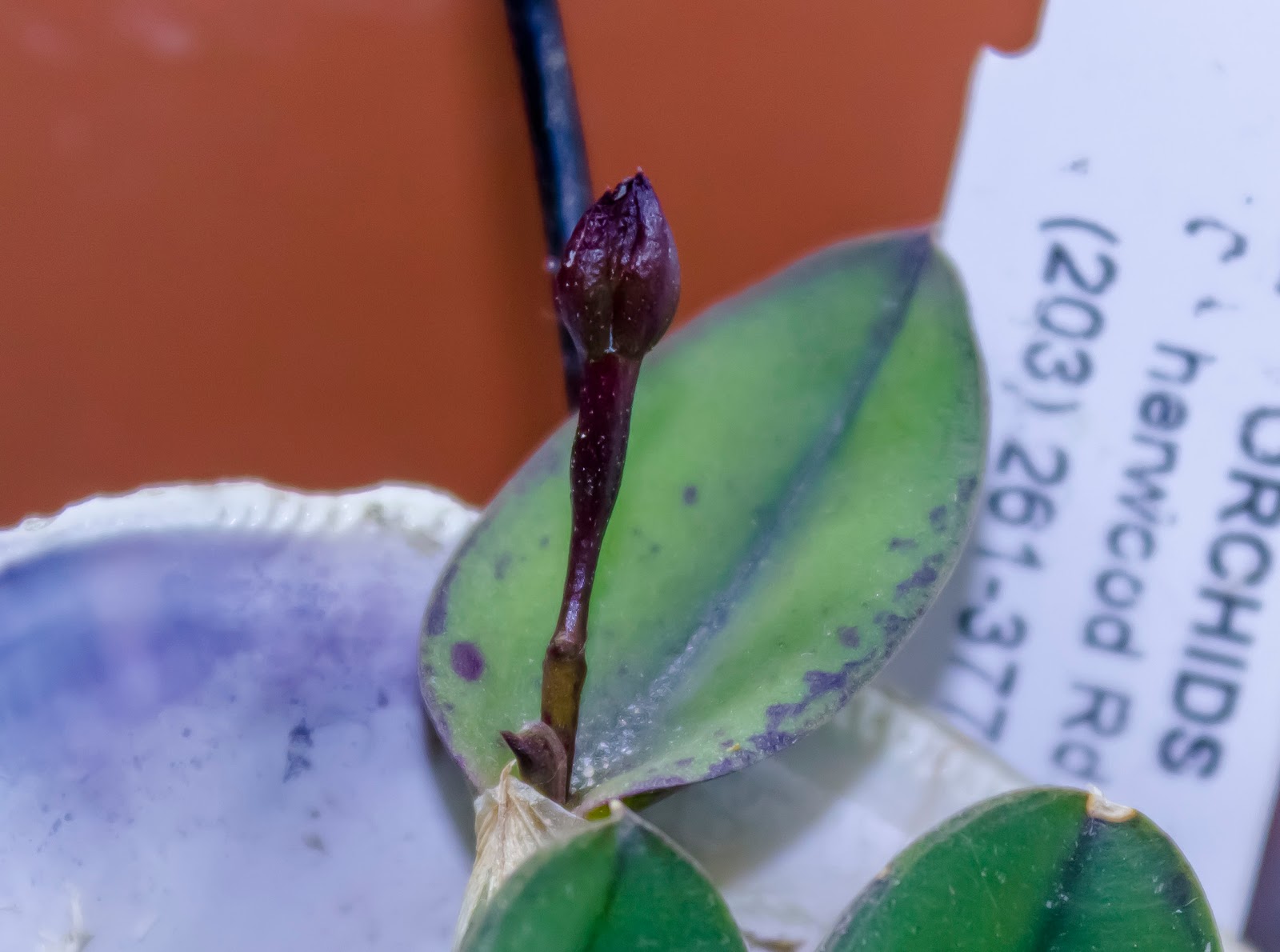 Maria's Orchids: Cattleya cernua blooms