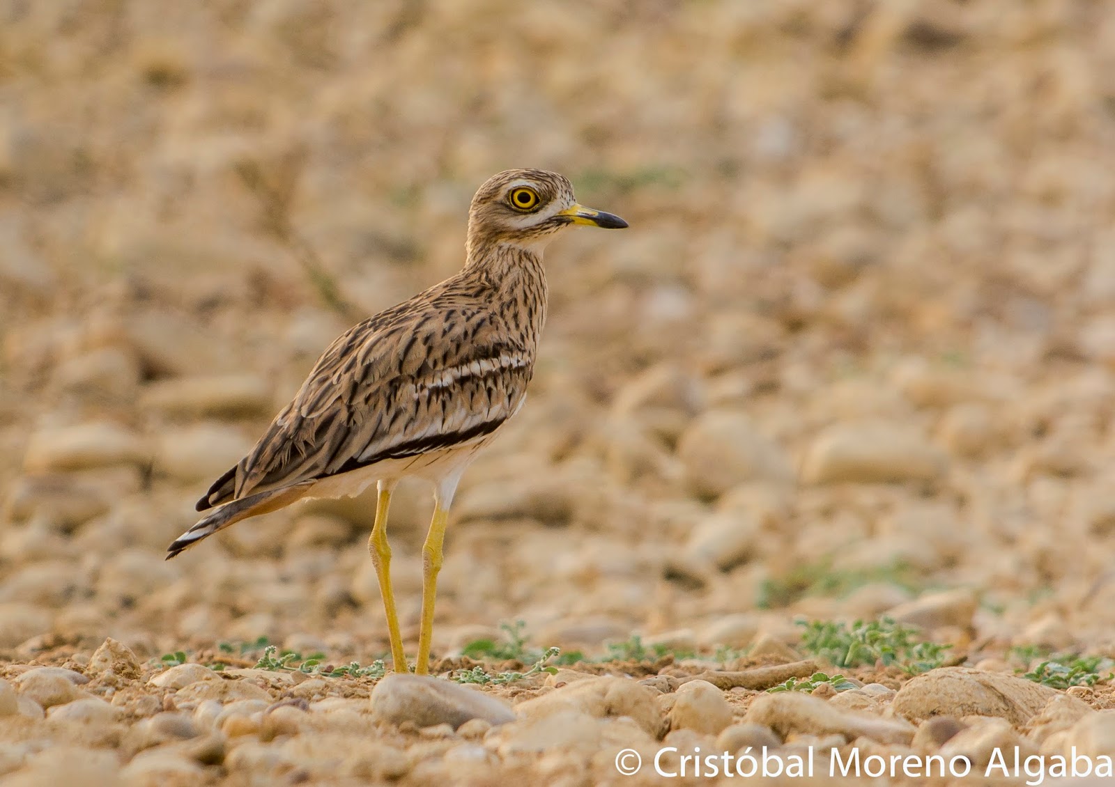 Fotografia: Alcaraván